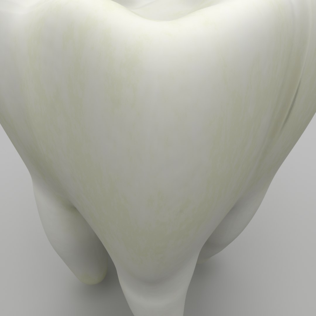 3d Model Tooth