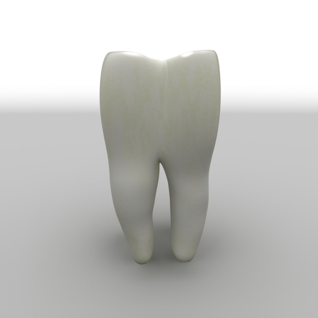 3d Model Tooth