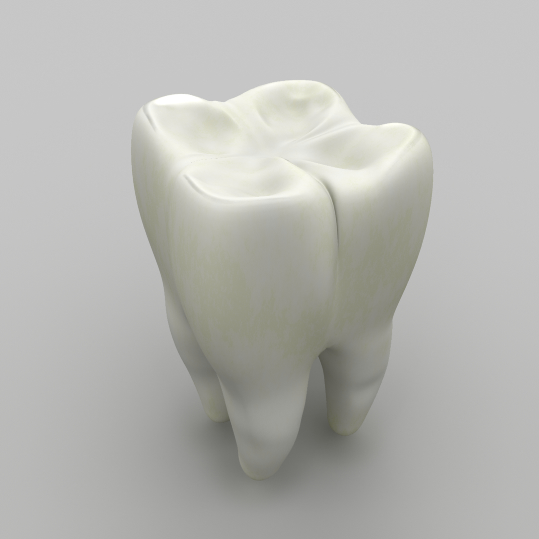3d Model Tooth