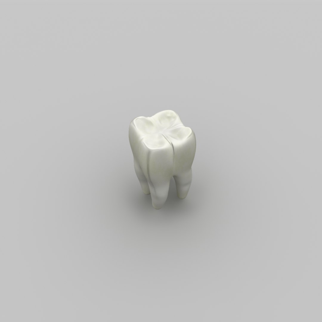 3d Model Tooth