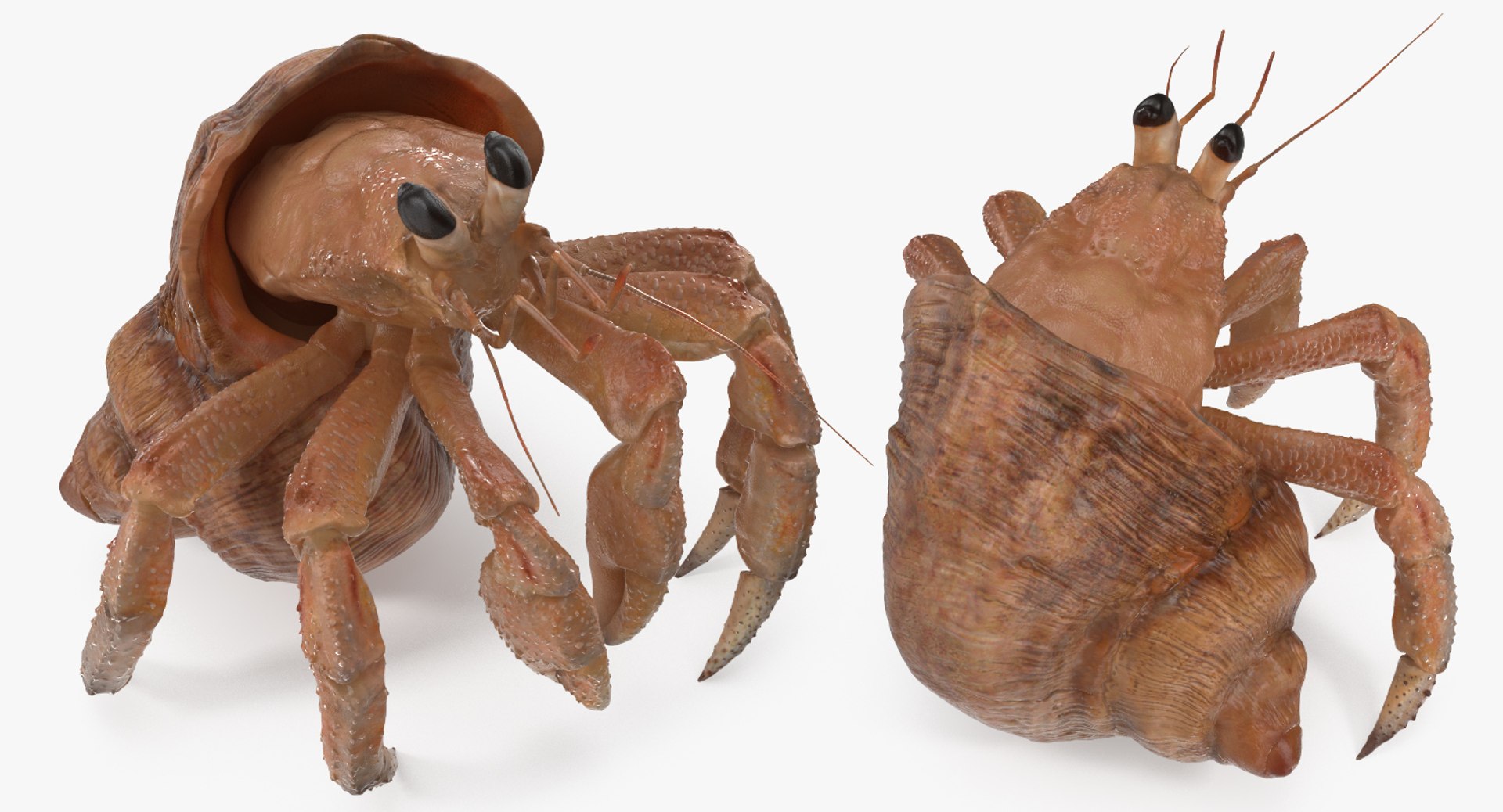 Hermit Crab Standing Pose 3D - TurboSquid 1150654