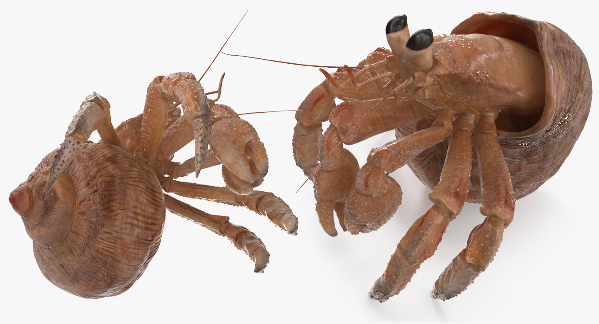 Hermit Crab Standing Pose 3D - TurboSquid 1150654