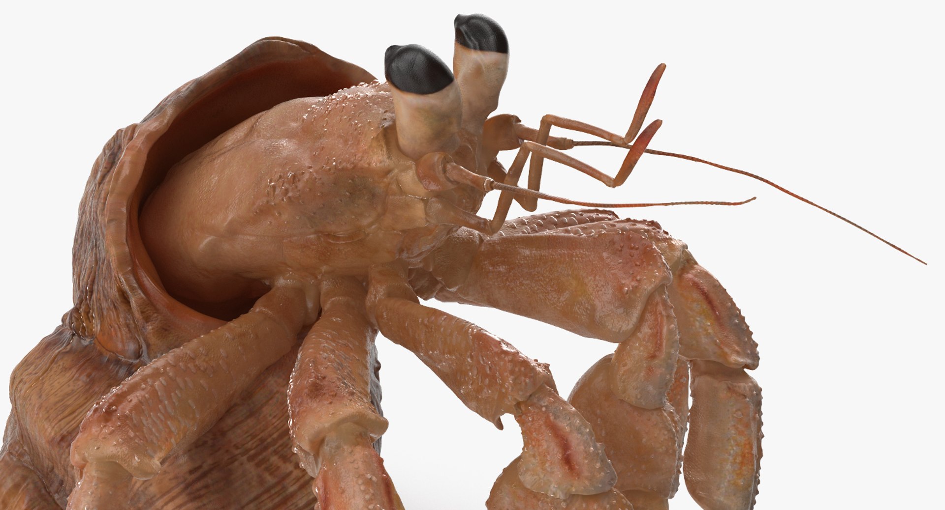 Hermit Crab Standing Pose 3D - TurboSquid 1150654