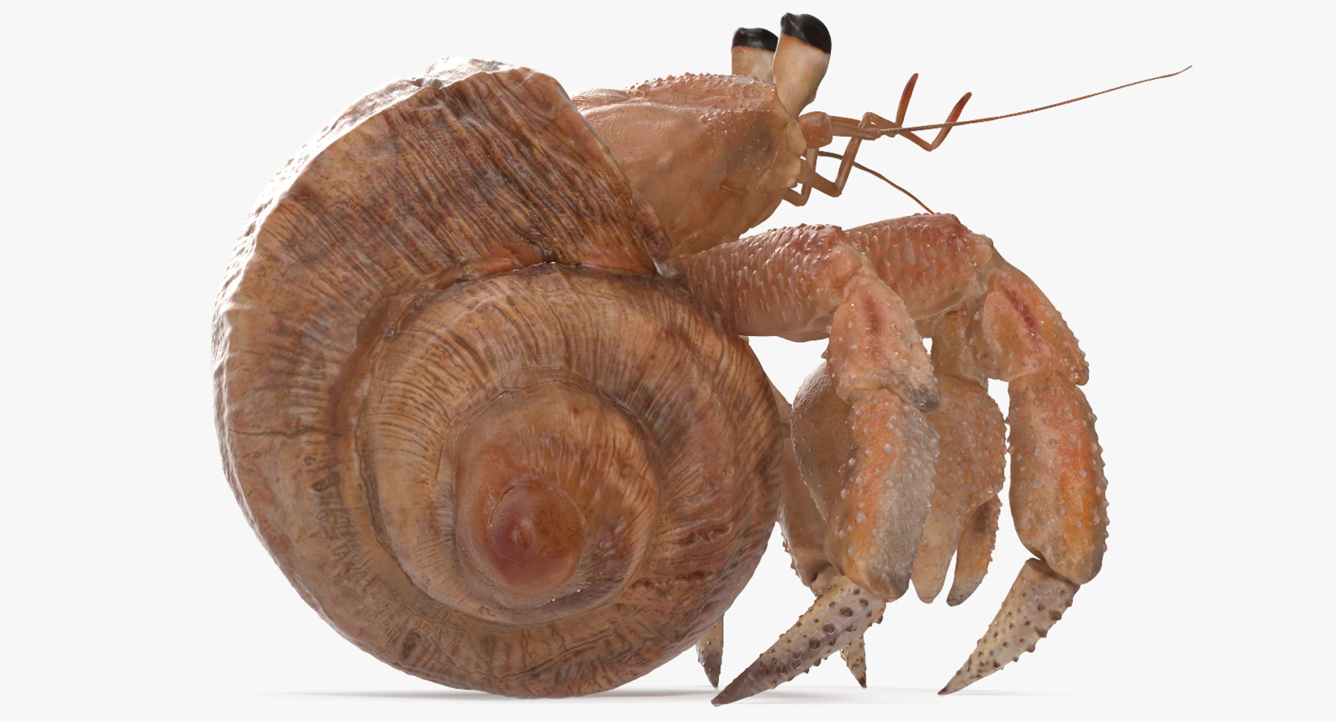 Hermit Crab Standing Pose 3D - TurboSquid 1150654