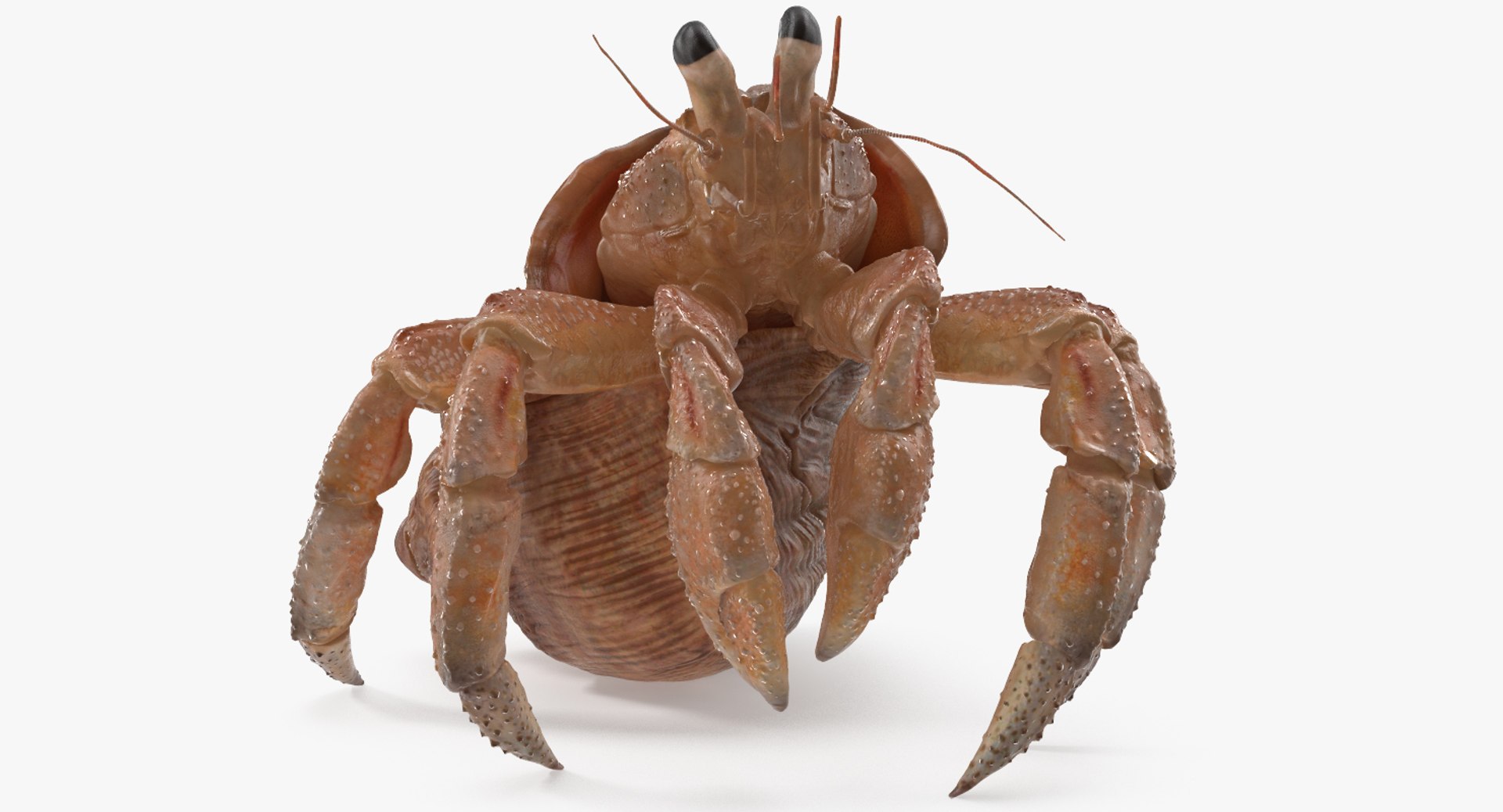 Hermit Crab Standing Pose 3D - TurboSquid 1150654