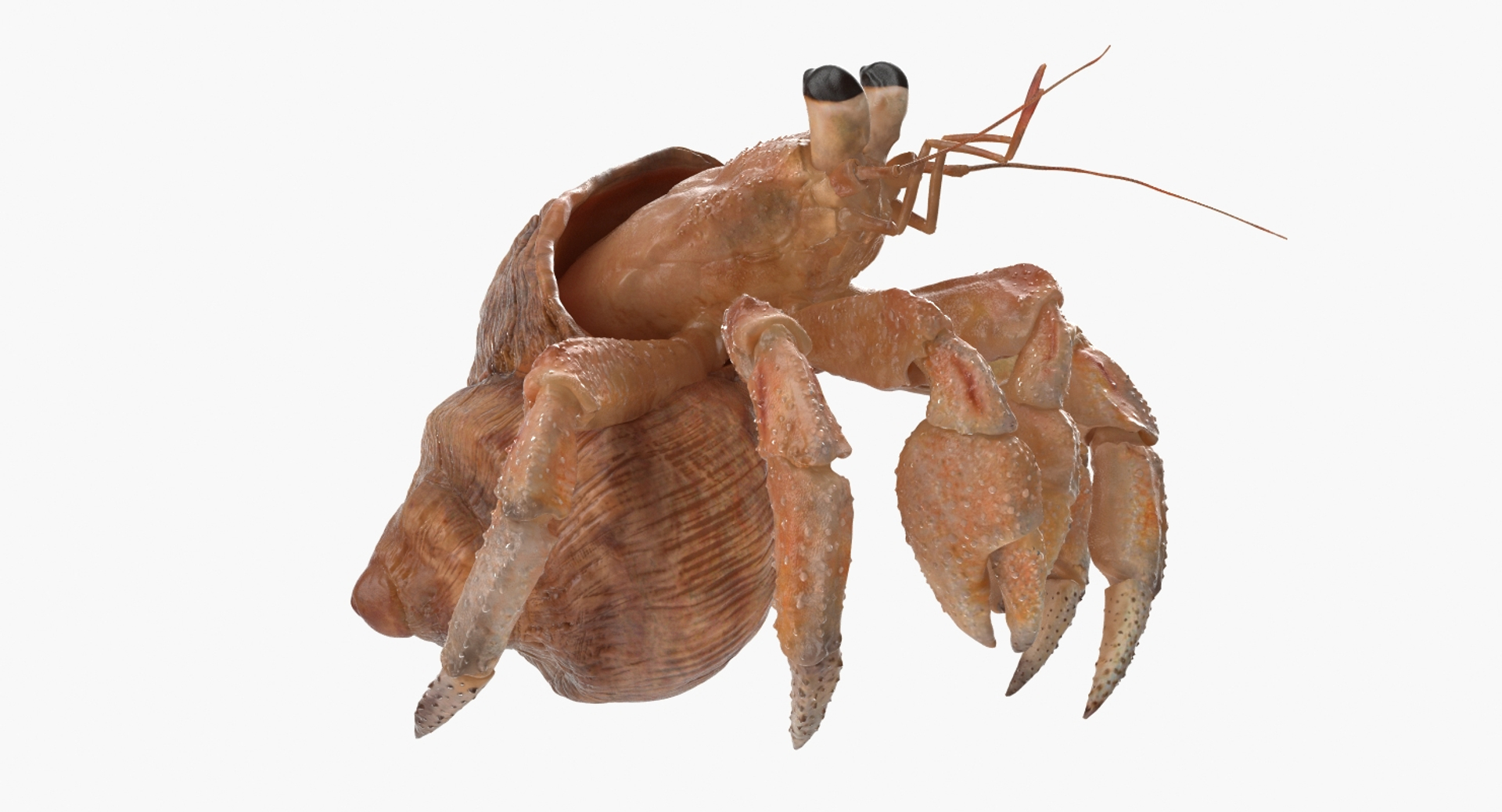 Hermit Crab Standing Pose 3D - TurboSquid 1150654