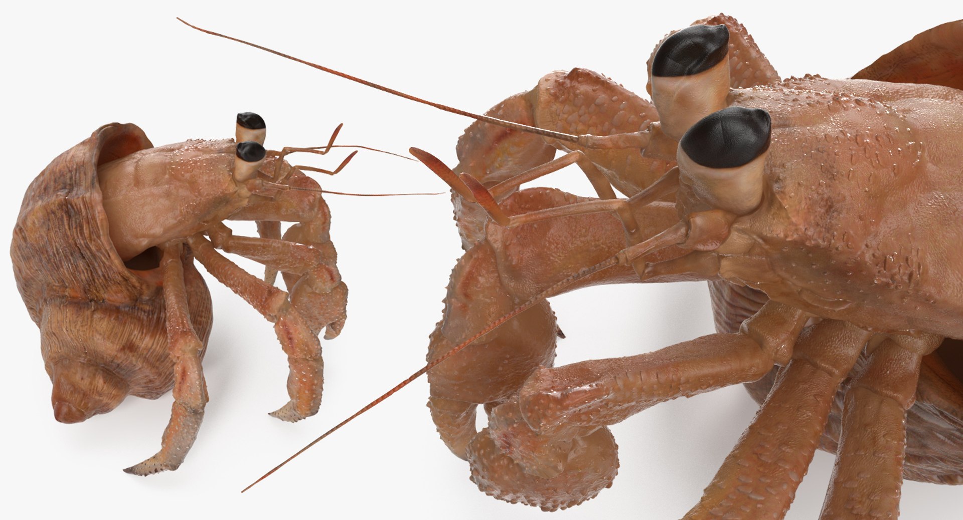Hermit Crab Standing Pose 3D - TurboSquid 1150654
