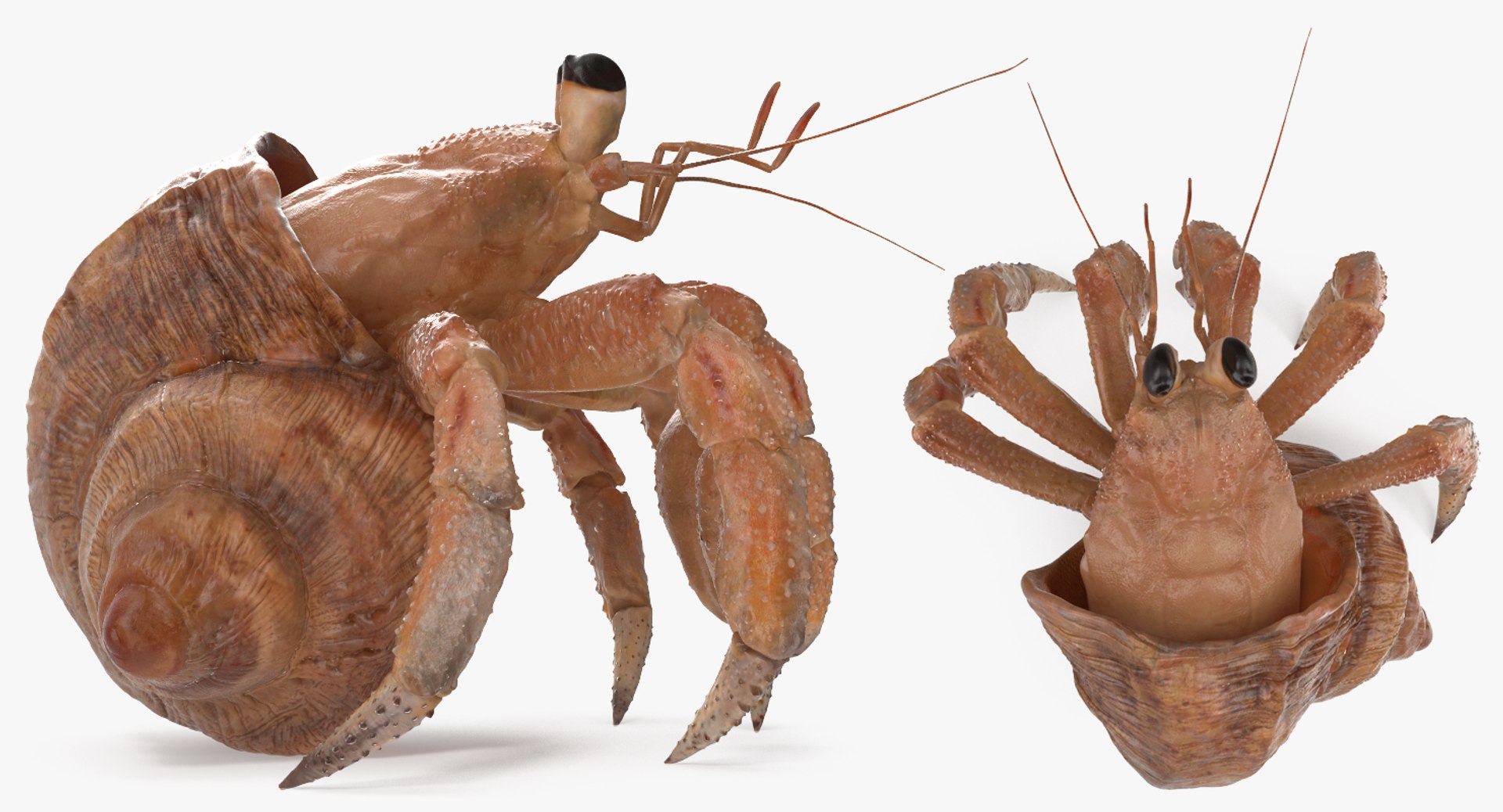Hermit Crab Standing Pose 3D - TurboSquid 1150654