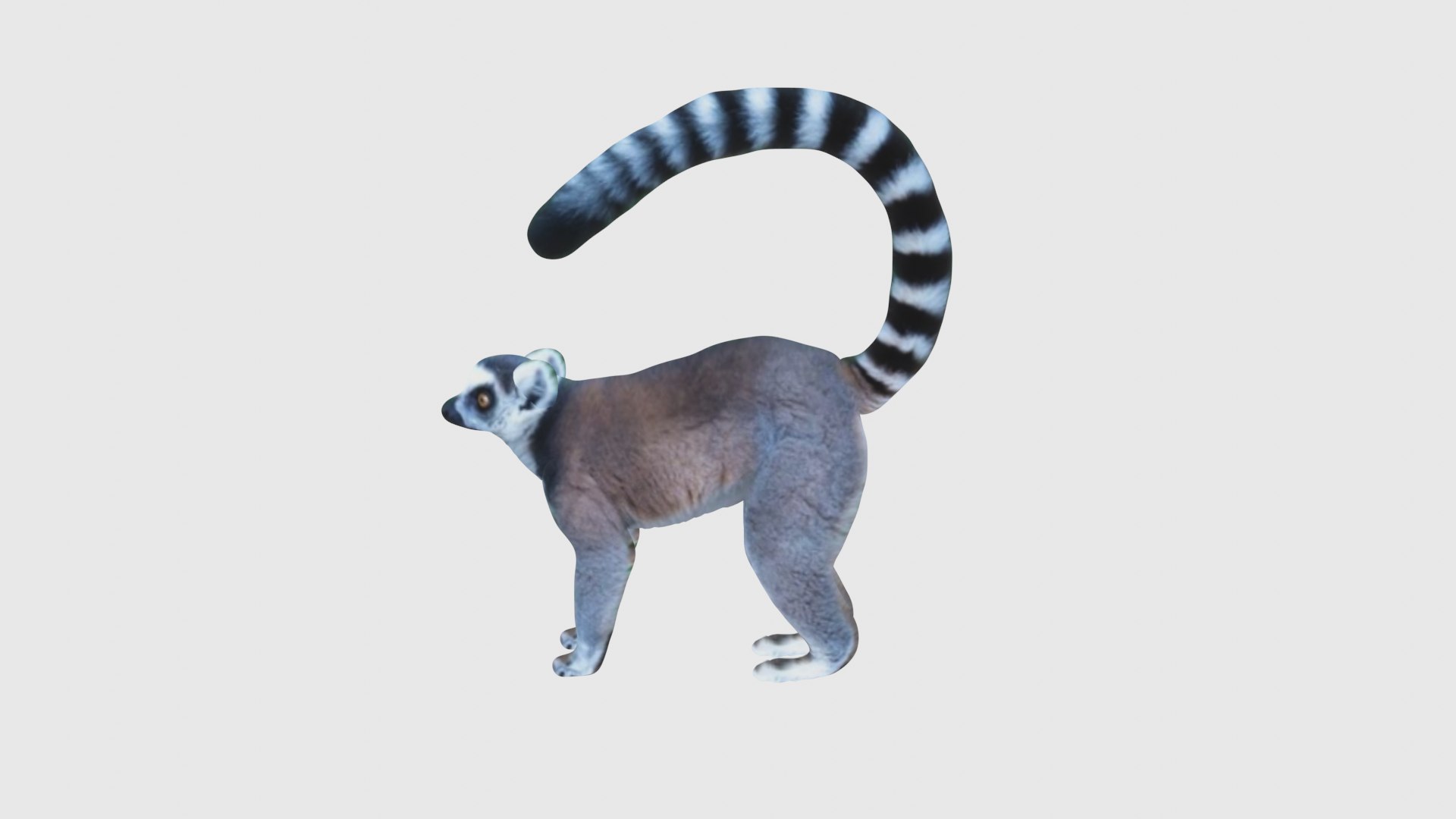 3D Model Low Poly Lemur Rigged With Realistic Texture - TurboSquid 1876137