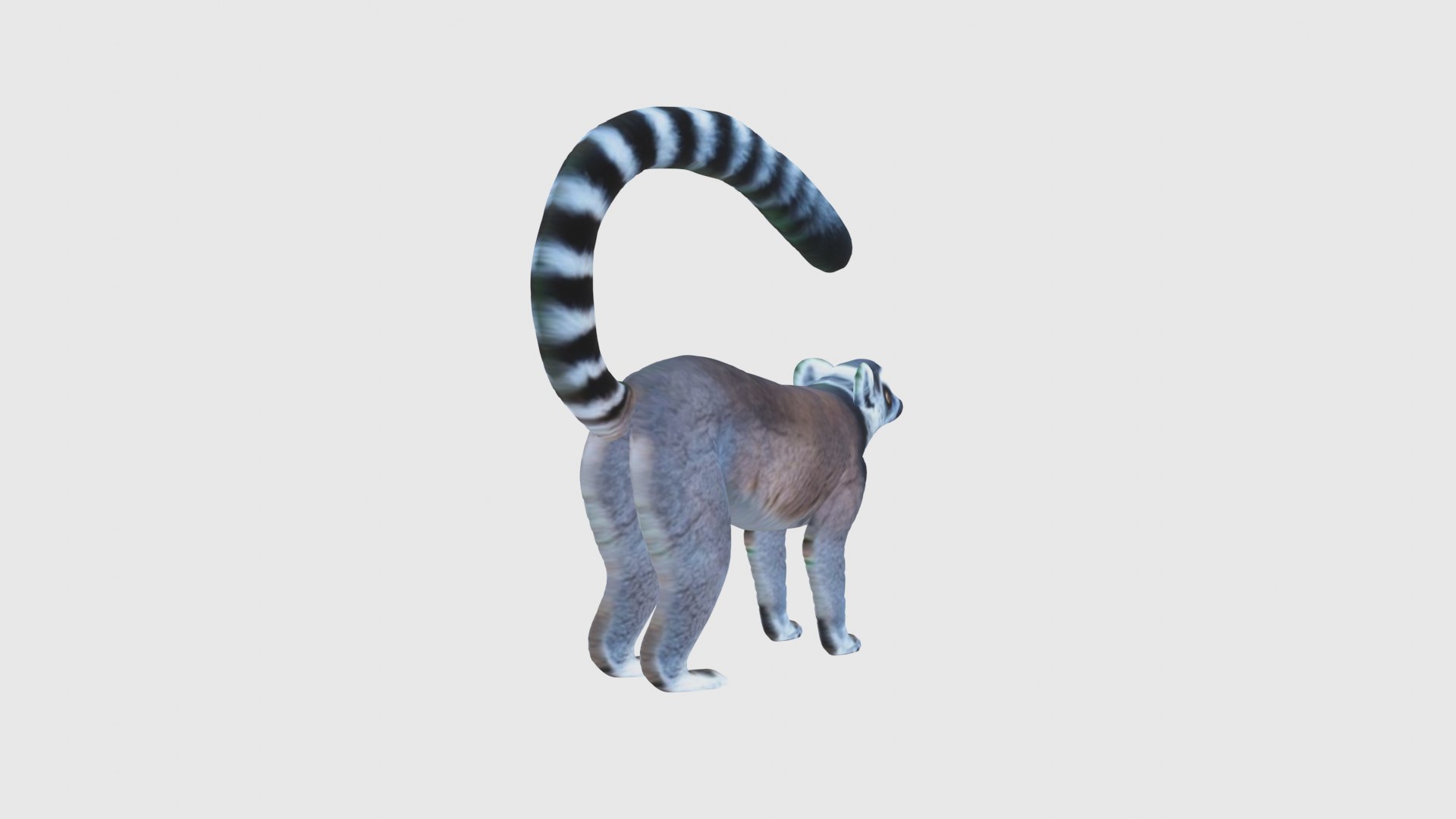 3D Model Low Poly Lemur Rigged With Realistic Texture - TurboSquid 1876137