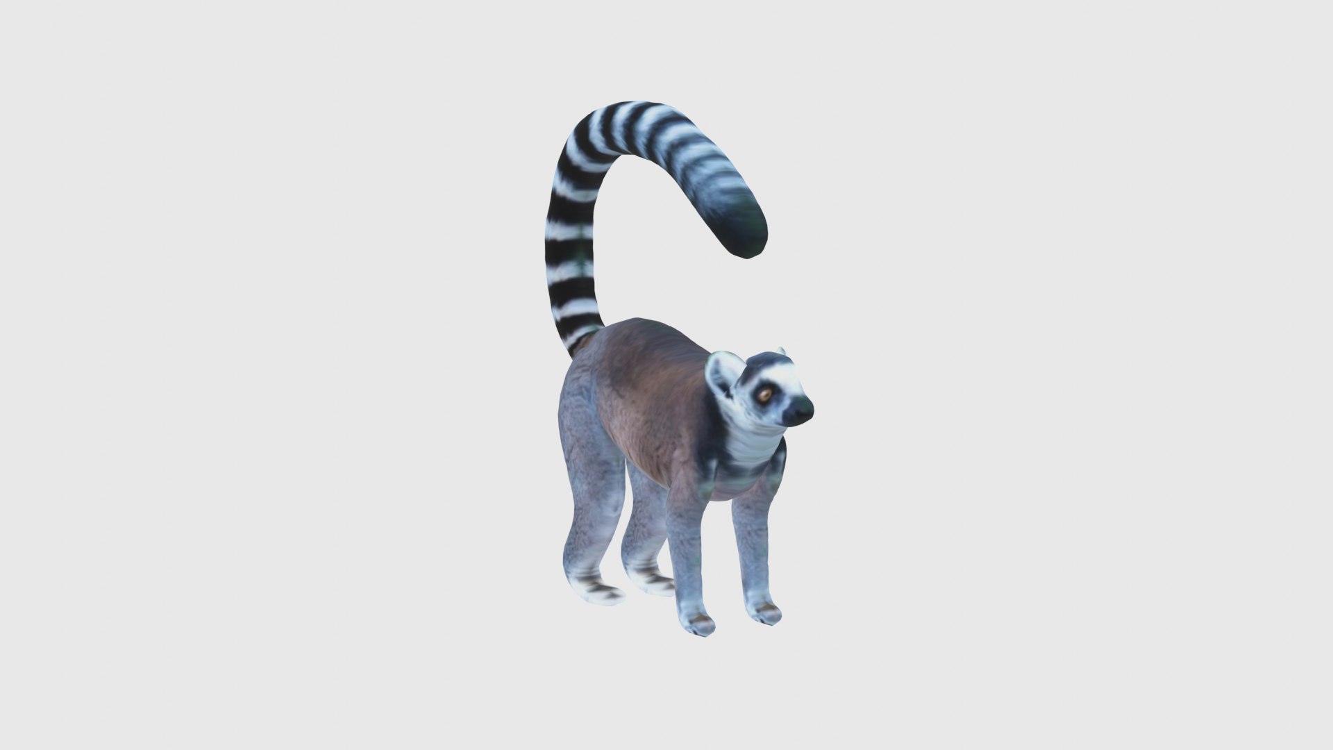 3D Model Low Poly Lemur Rigged With Realistic Texture - TurboSquid 1876137