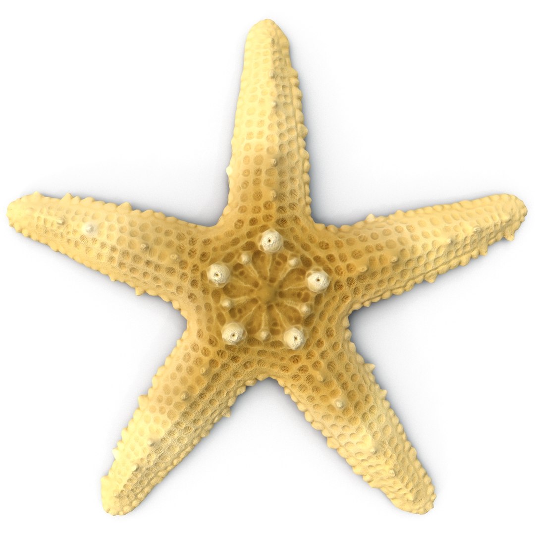 Sea Star 3d Max