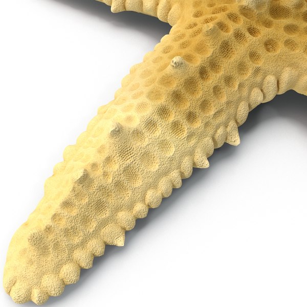 sea star 3d max