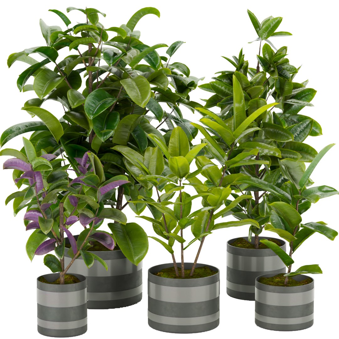 Collection Plant Vol 272 - Indoor - Rubber - Leaf - 3dmodel 3D Model ...