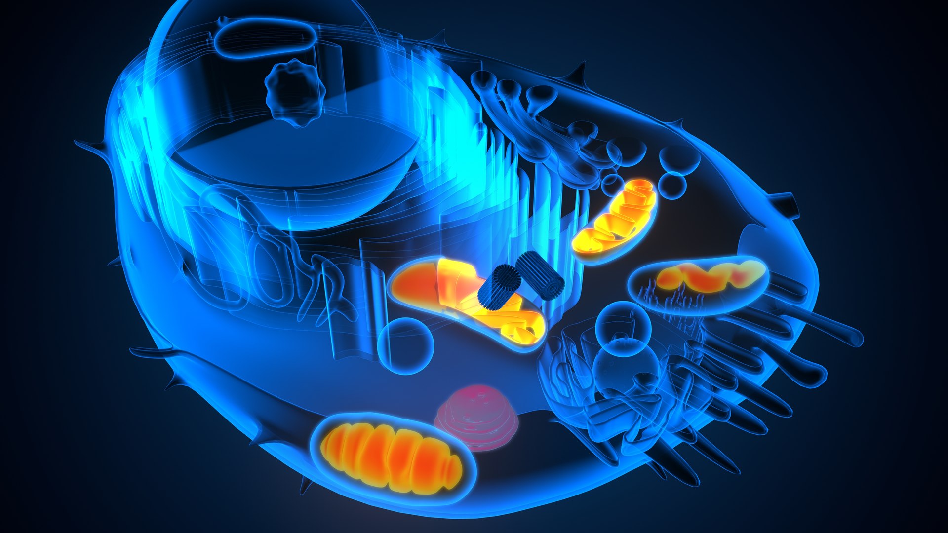 Animal Cell Anatomy 3D Model - TurboSquid 1826621