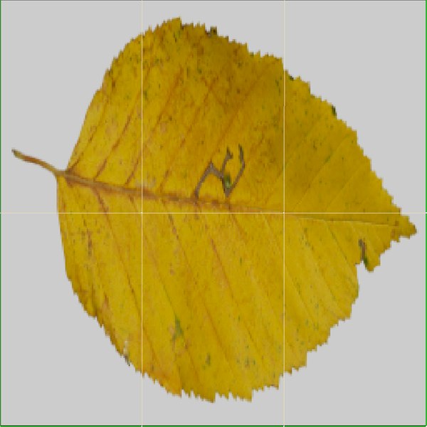 아스팔트 잎 3D 모델 - TurboSquid 1223462