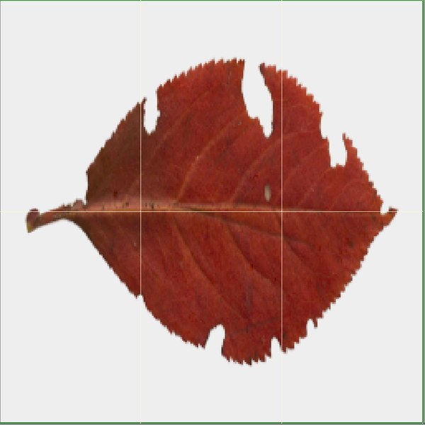 Leaves asphalt 3D model - TurboSquid 1223462