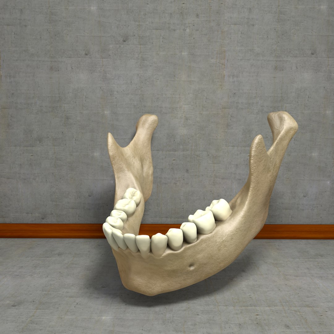 3ds Max Human Jawbones Teeth Gums