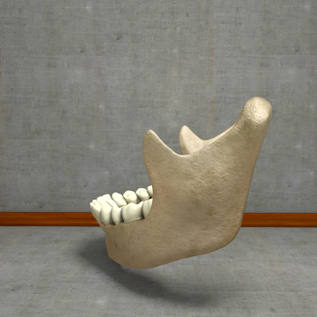 3ds max human jawbones teeth gums