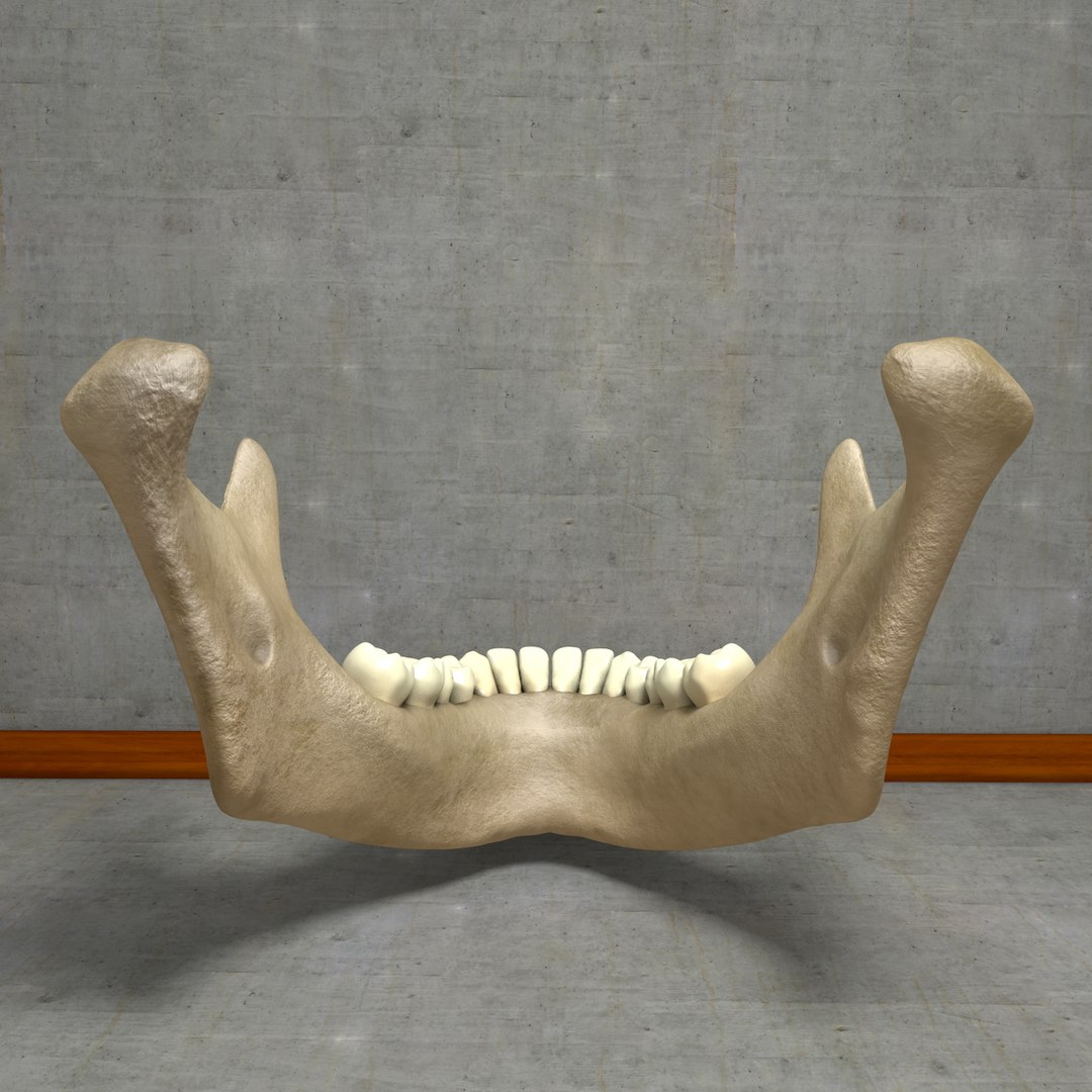 3ds Max Human Jawbones Teeth Gums