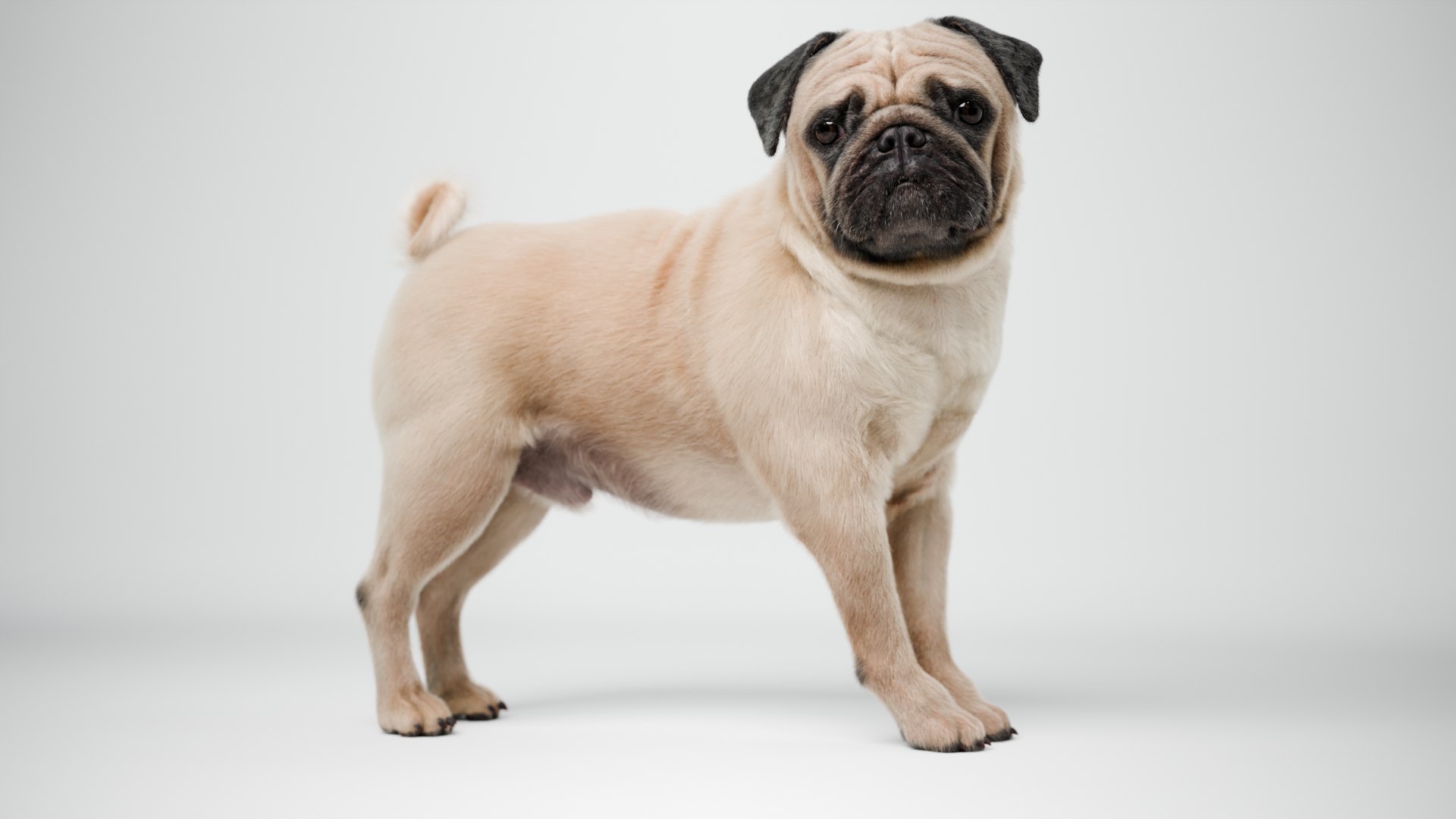 3D Pug Rigged Blender Model - TurboSquid 2340257