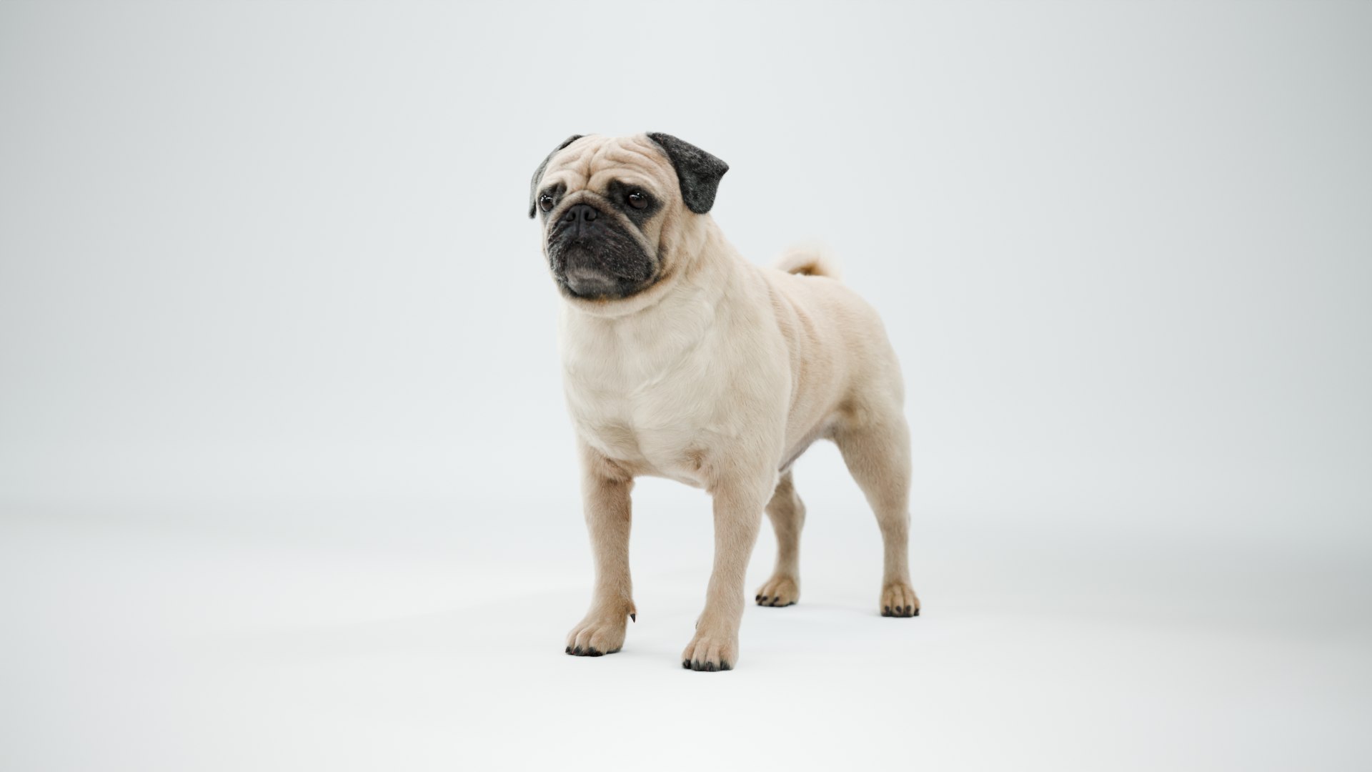 3D Pug Rigged Blender Model - TurboSquid 2340257