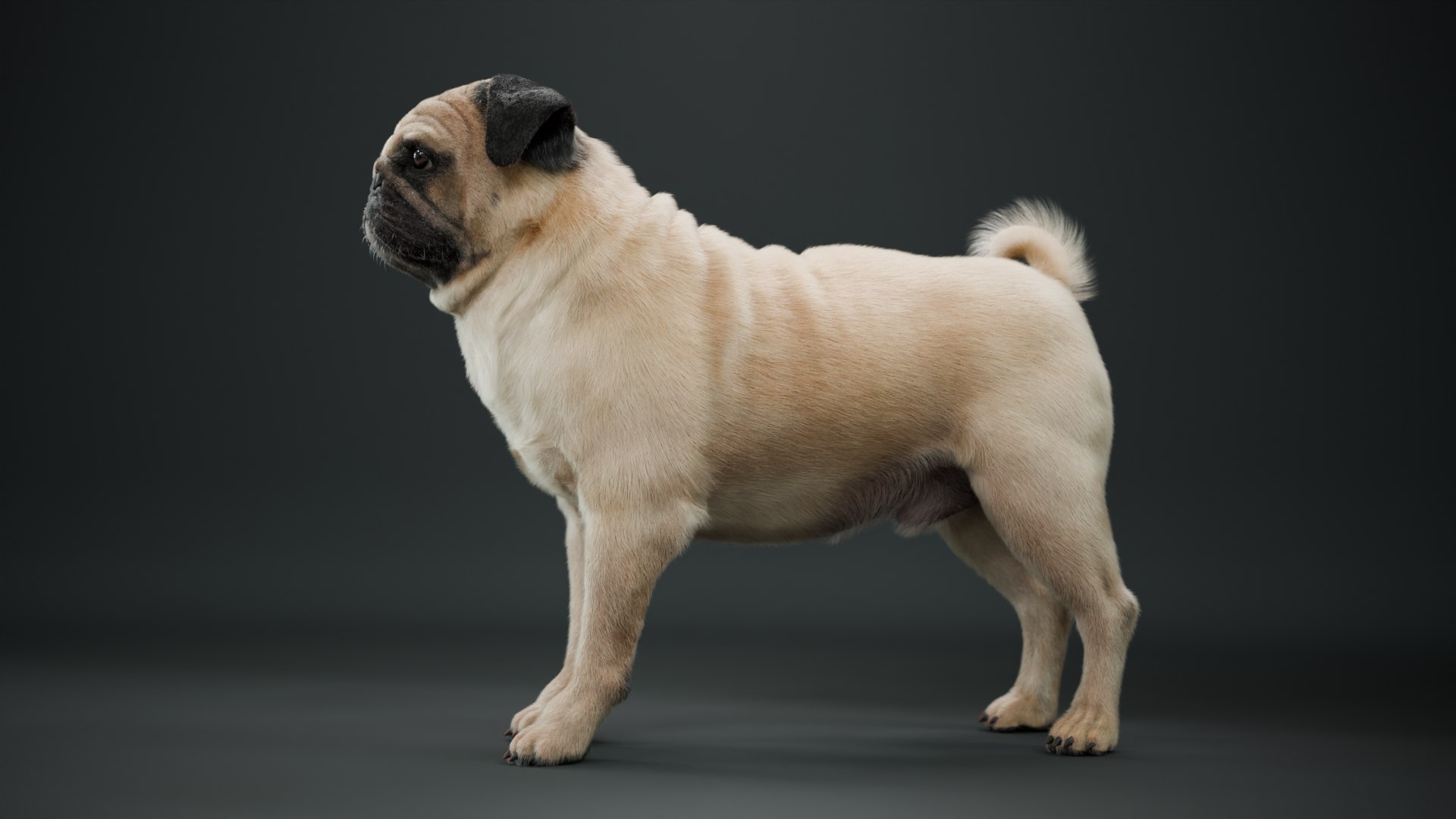 3D Pug Rigged Blender Model - TurboSquid 2340257