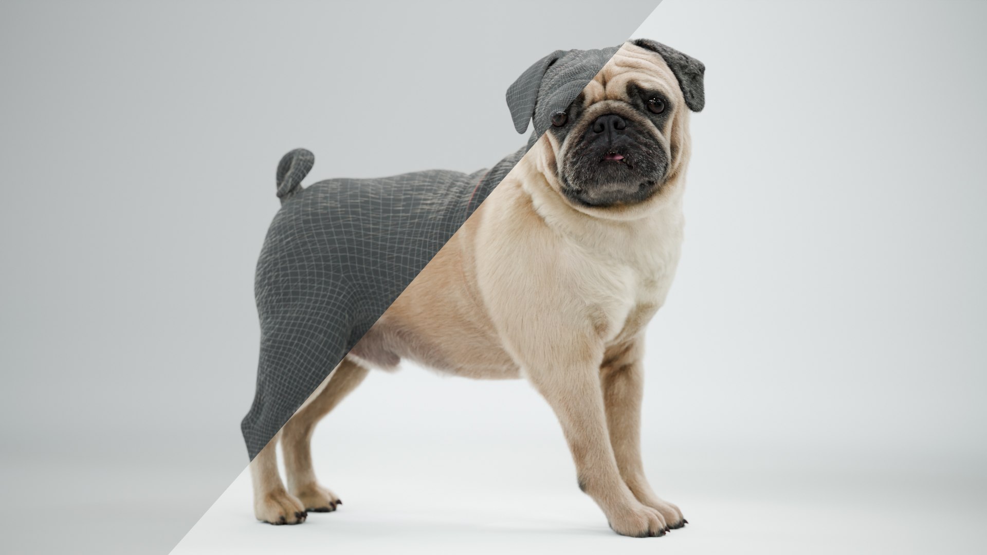 3D Pug Rigged Blender Model - TurboSquid 2340257