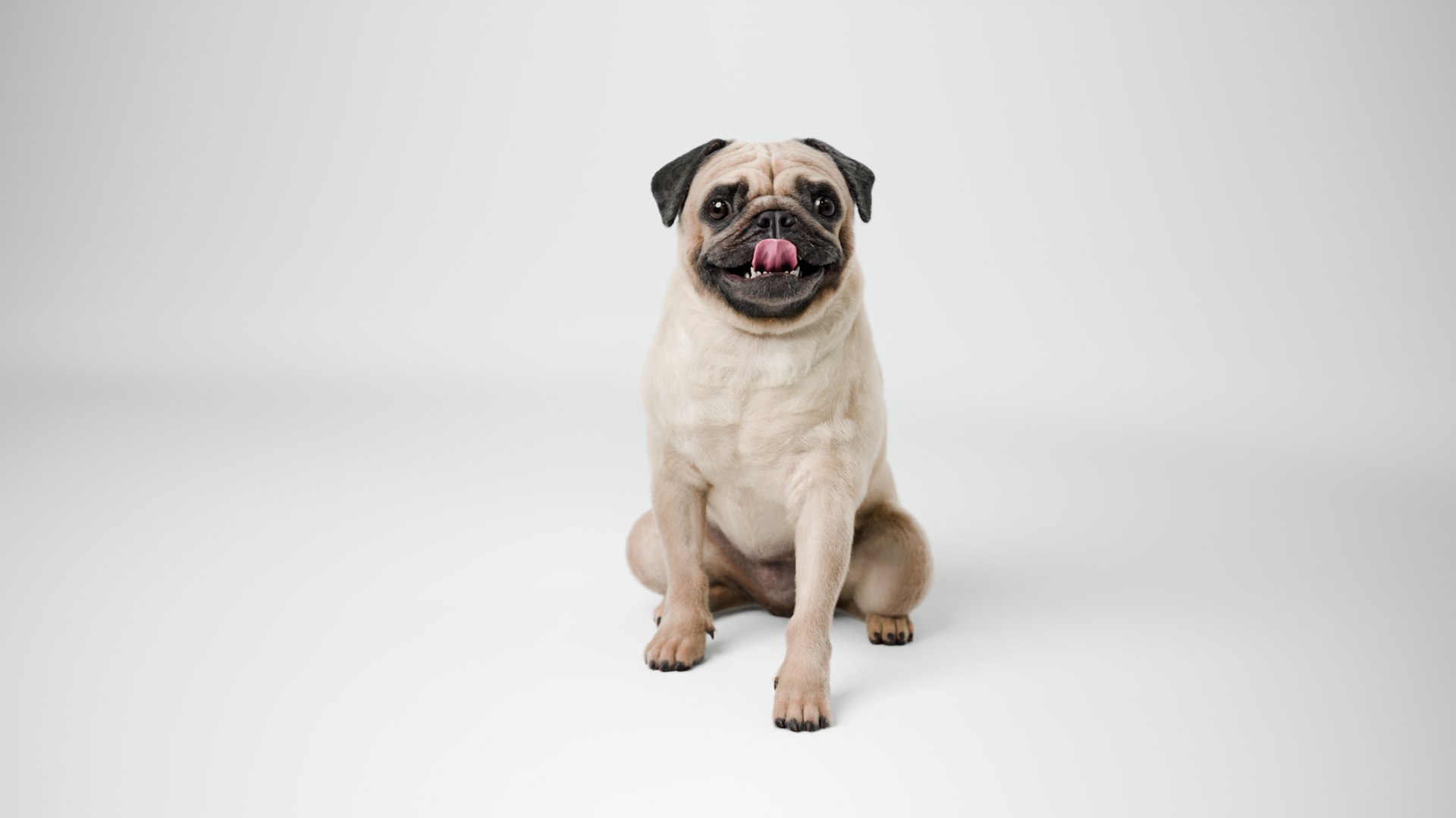 3D Pug Rigged Blender Model - TurboSquid 2340257