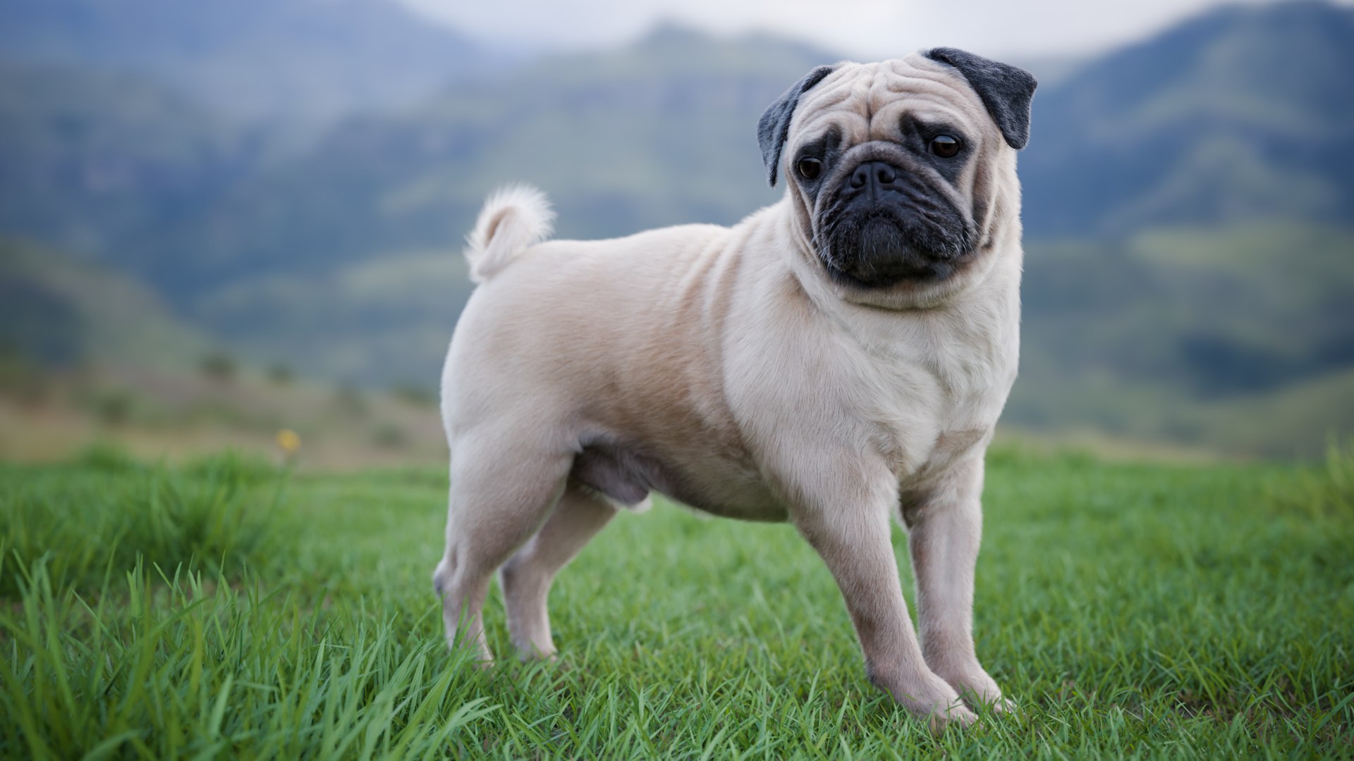 3D Pug Rigged Blender Model - TurboSquid 2340257