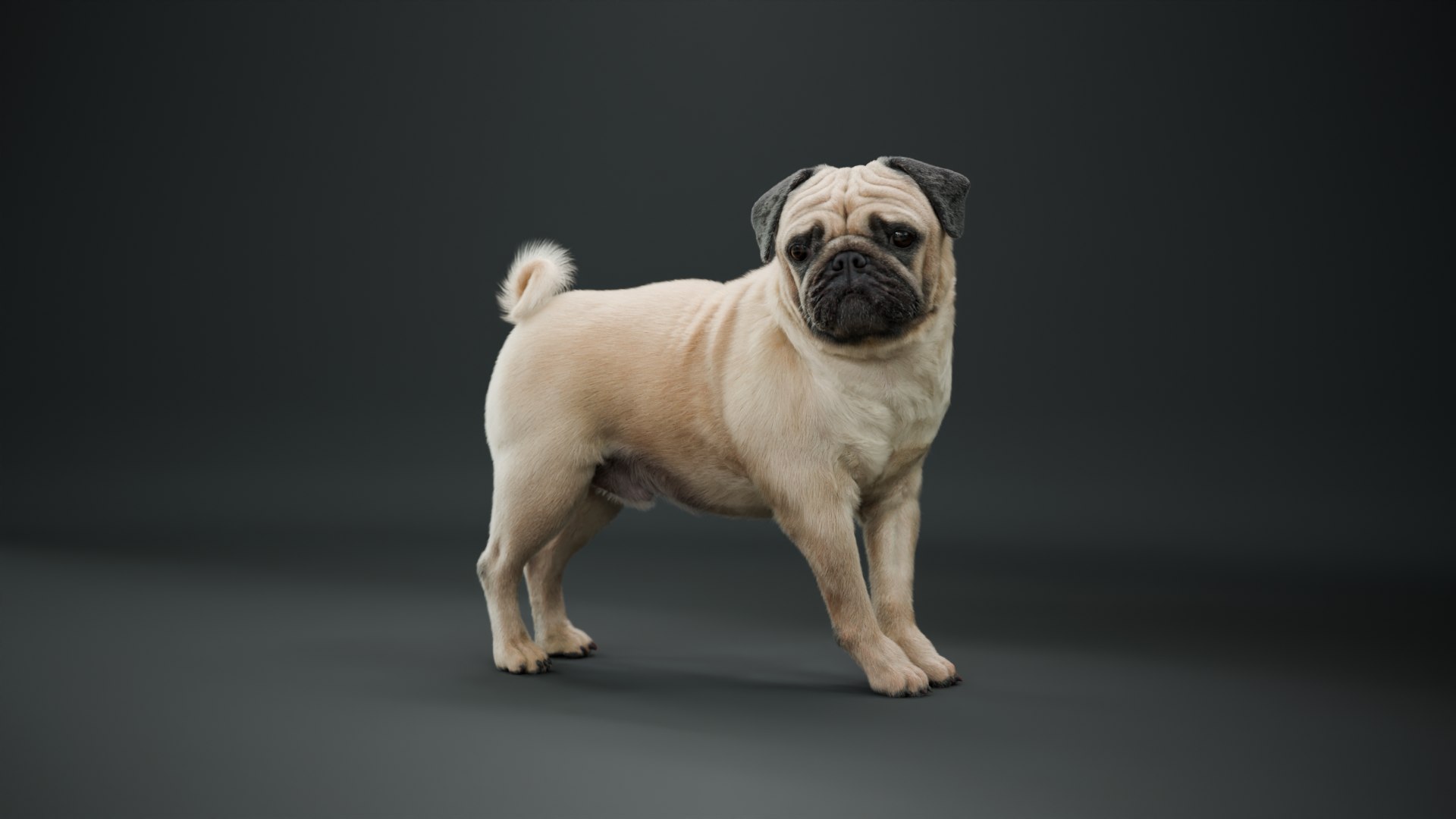 3D Pug Rigged Blender Model - TurboSquid 2340257