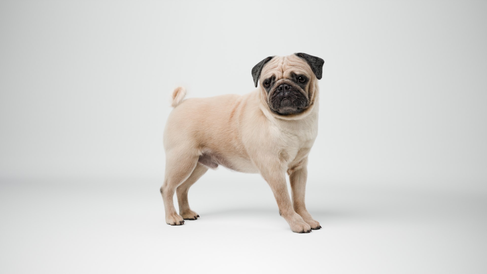 3D Pug Rigged Blender Model - TurboSquid 2340257