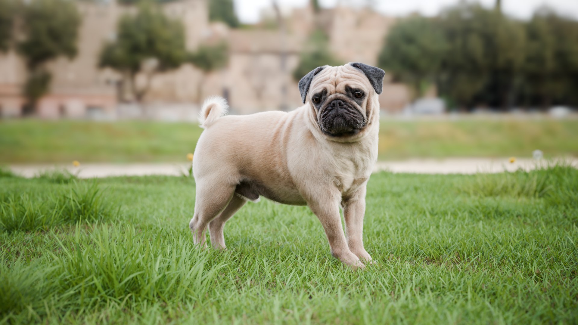 3D Pug Rigged Blender Model - TurboSquid 2340257