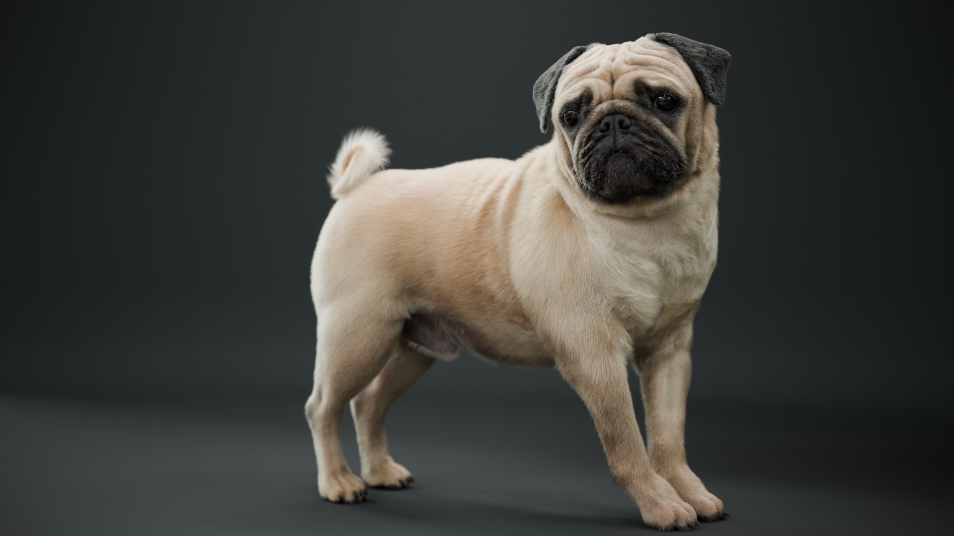 3D Pug Rigged Blender Model - TurboSquid 2340257