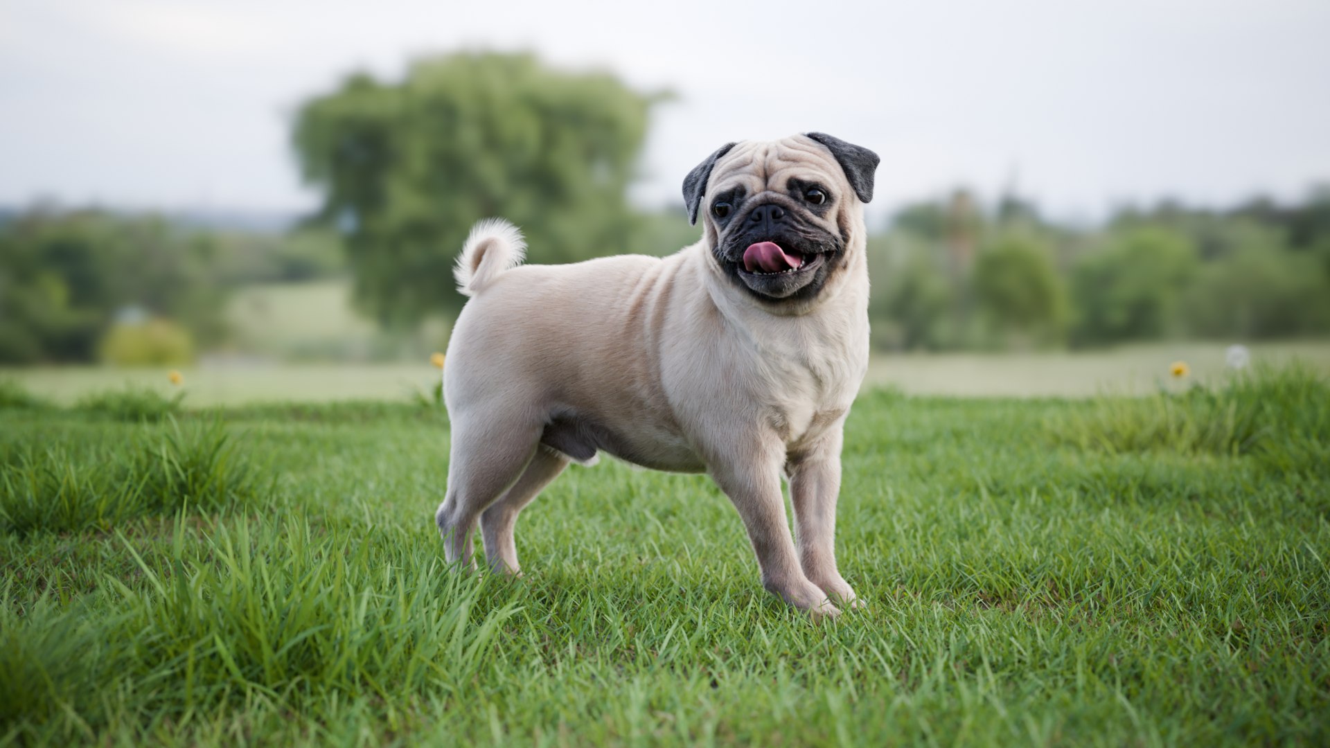 3D Pug Rigged Blender Model - TurboSquid 2340257