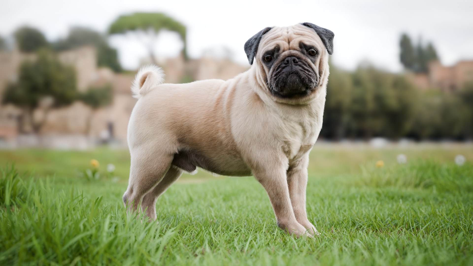 3D Pug Rigged Blender Model - TurboSquid 2340257