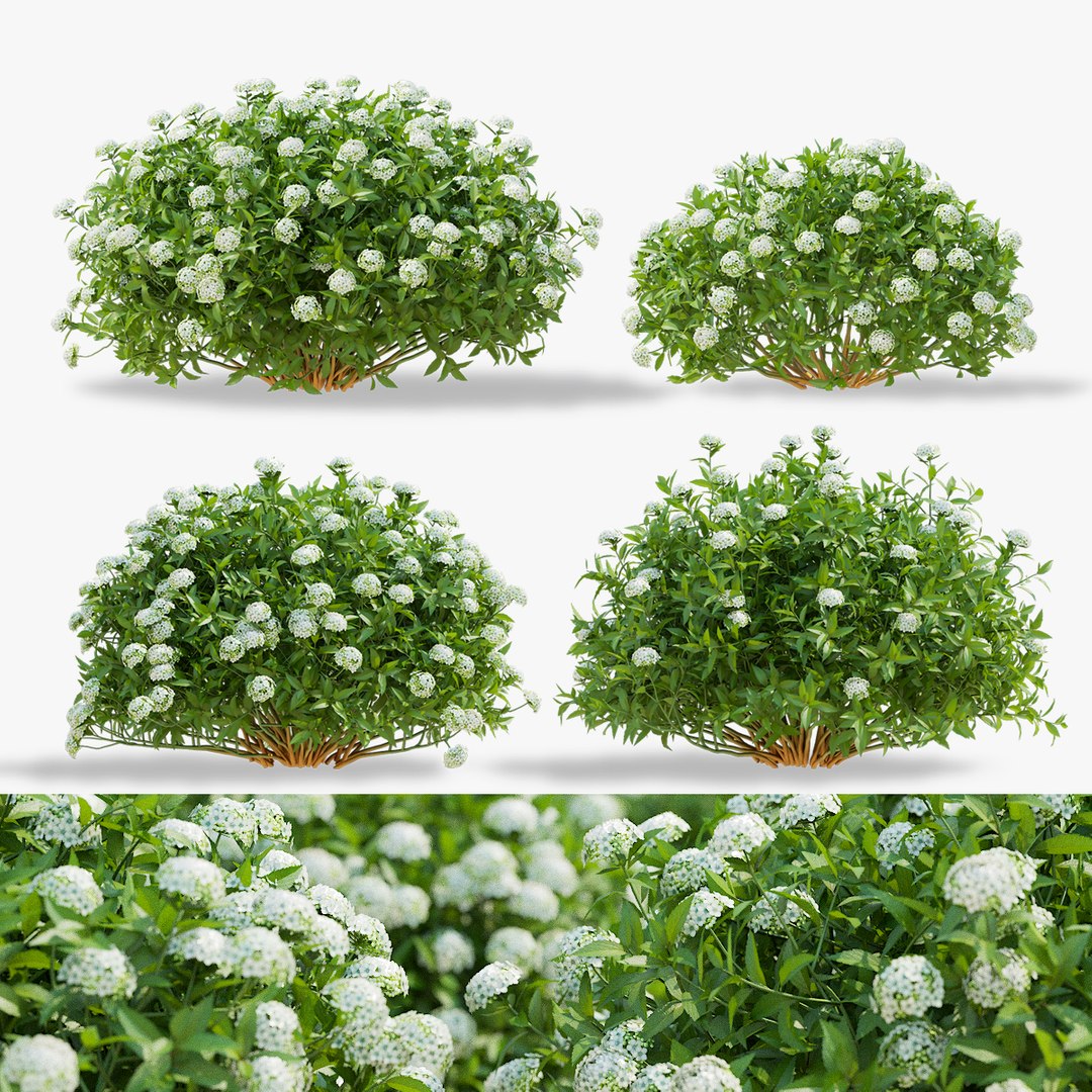 3D Spiraea Japonica Albiflora - TurboSquid 1949329