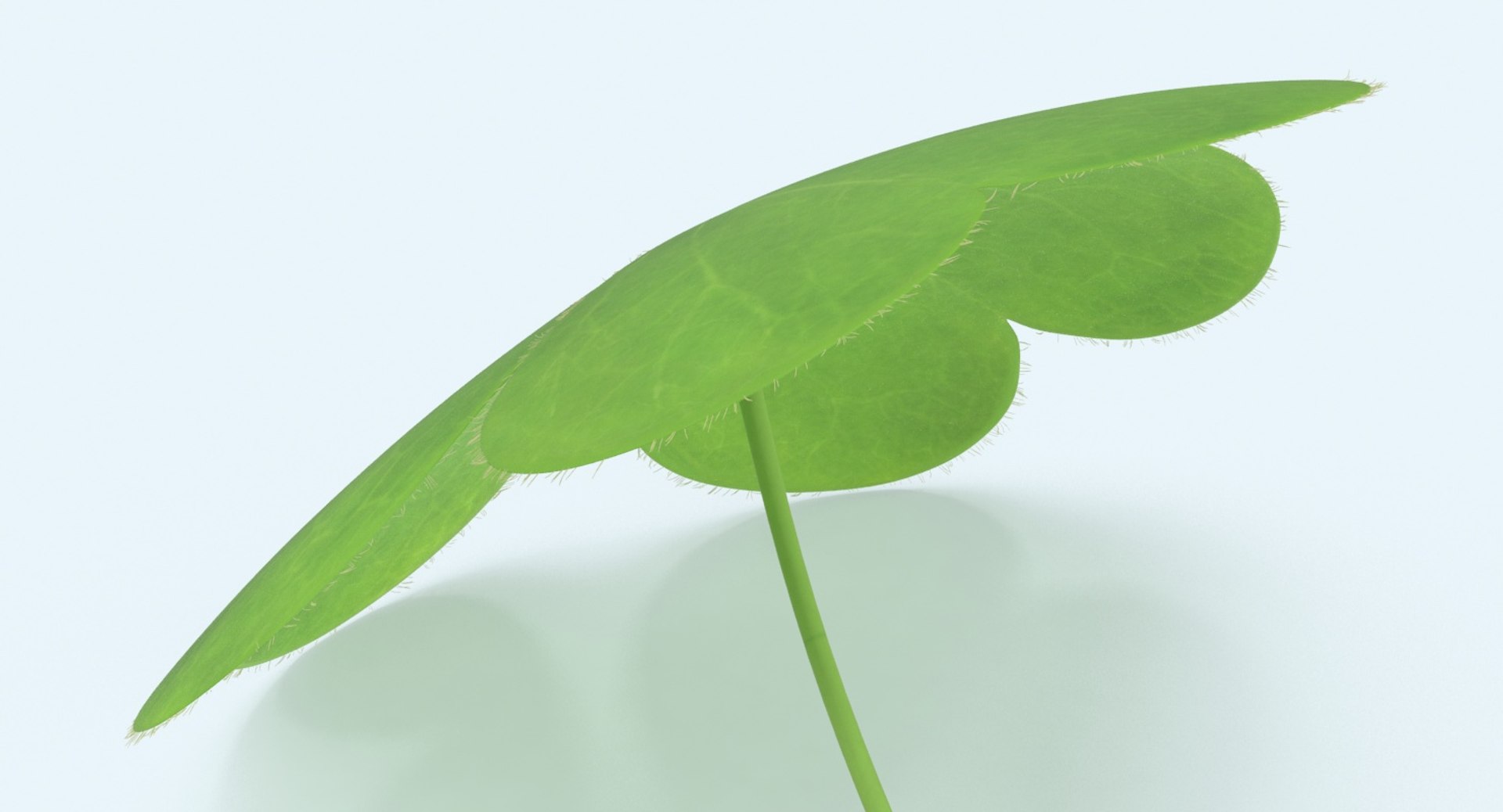 Clover----single-laying 3d Model
