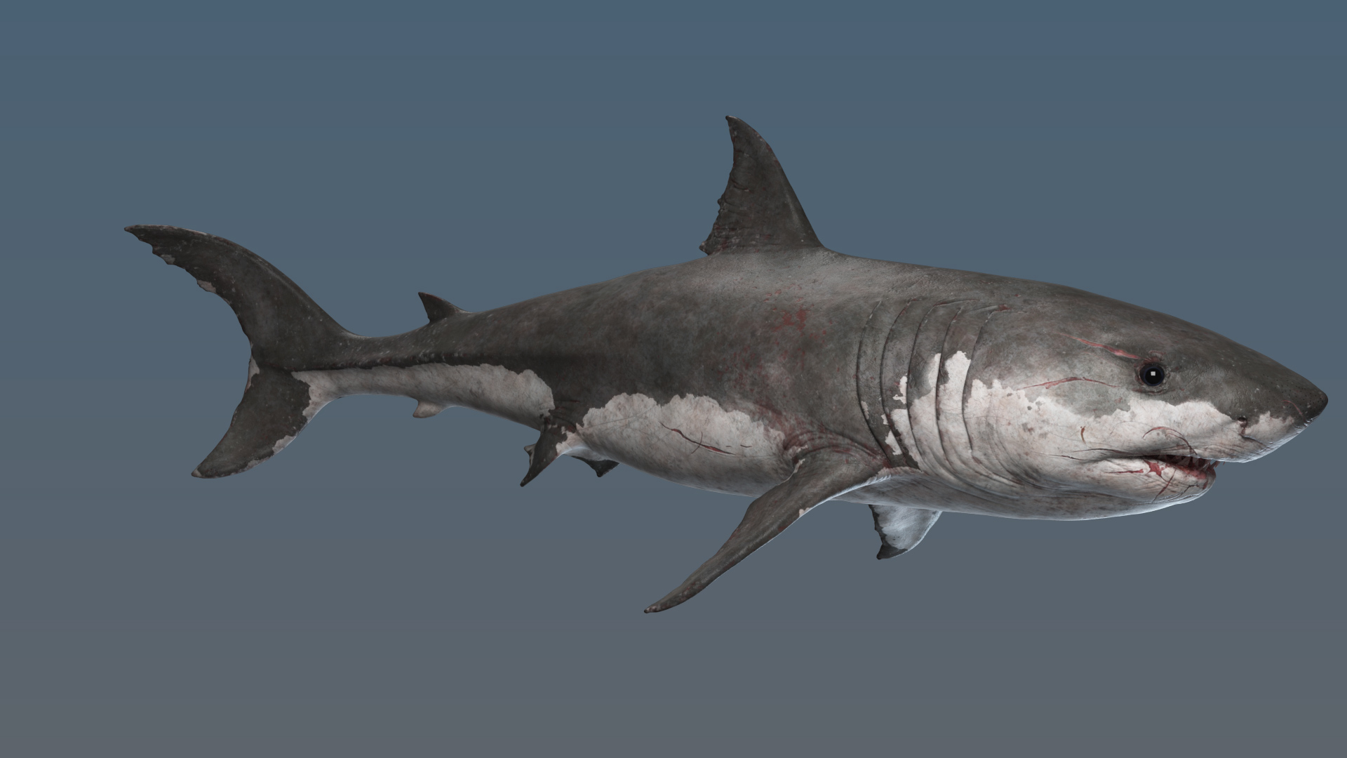 Max Great White Shark