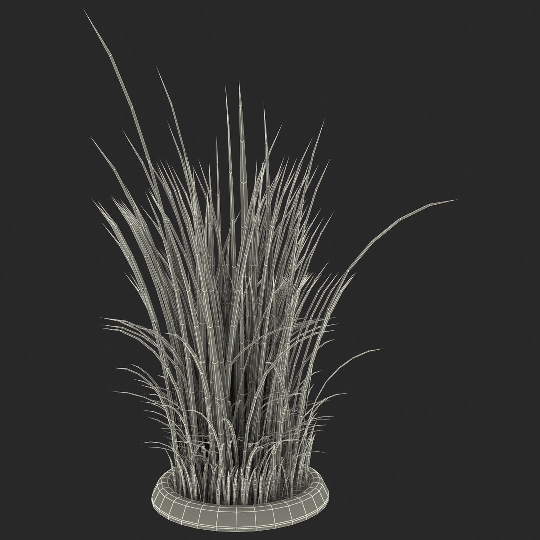 C4d Grass 2