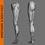Human Leg Anatomy 3d Obj