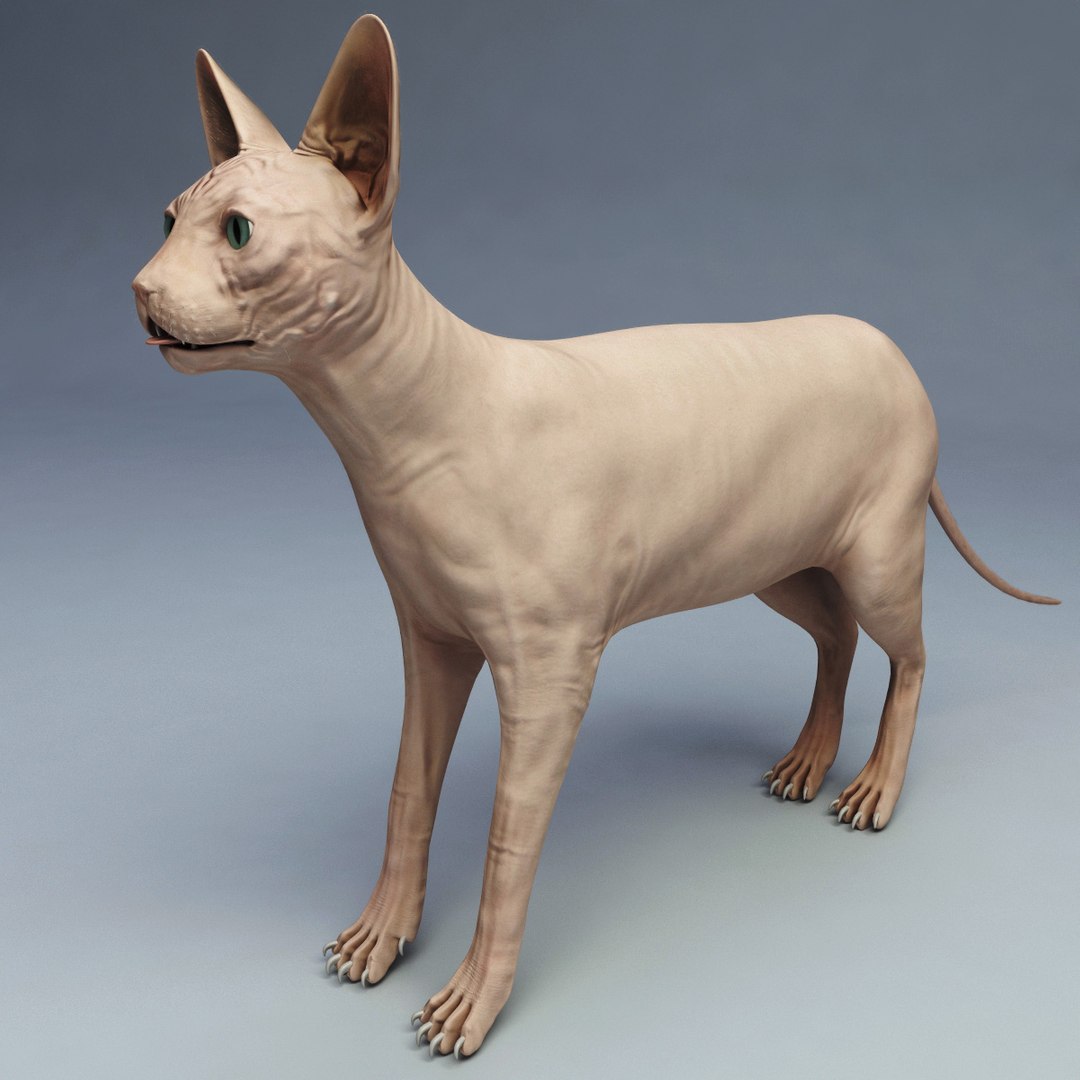 Sphynx Cat 3d Obj