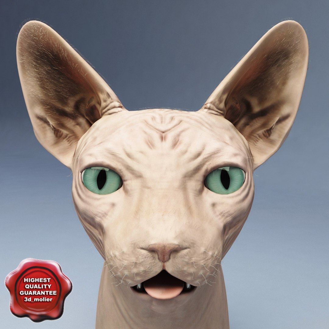 Sphynx Cat 3d Obj