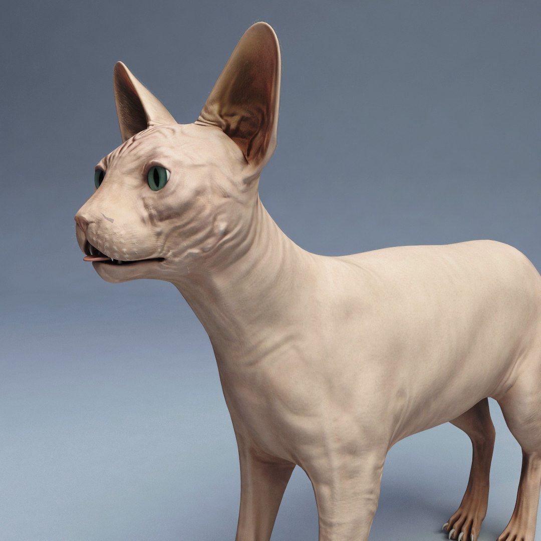 Sphynx Cat 3d Obj
