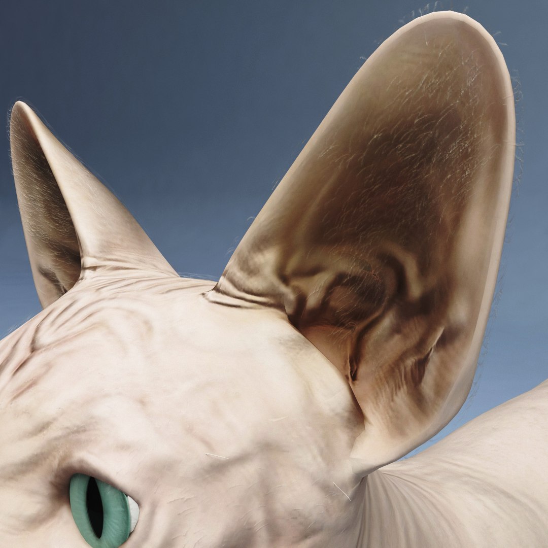 Sphynx Cat 3d Obj