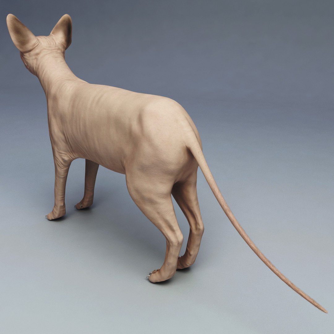 Sphynx Cat 3d Obj