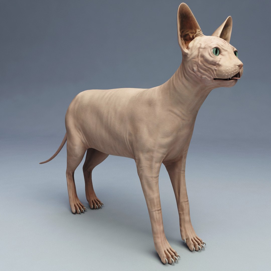 Sphynx Cat 3d Obj