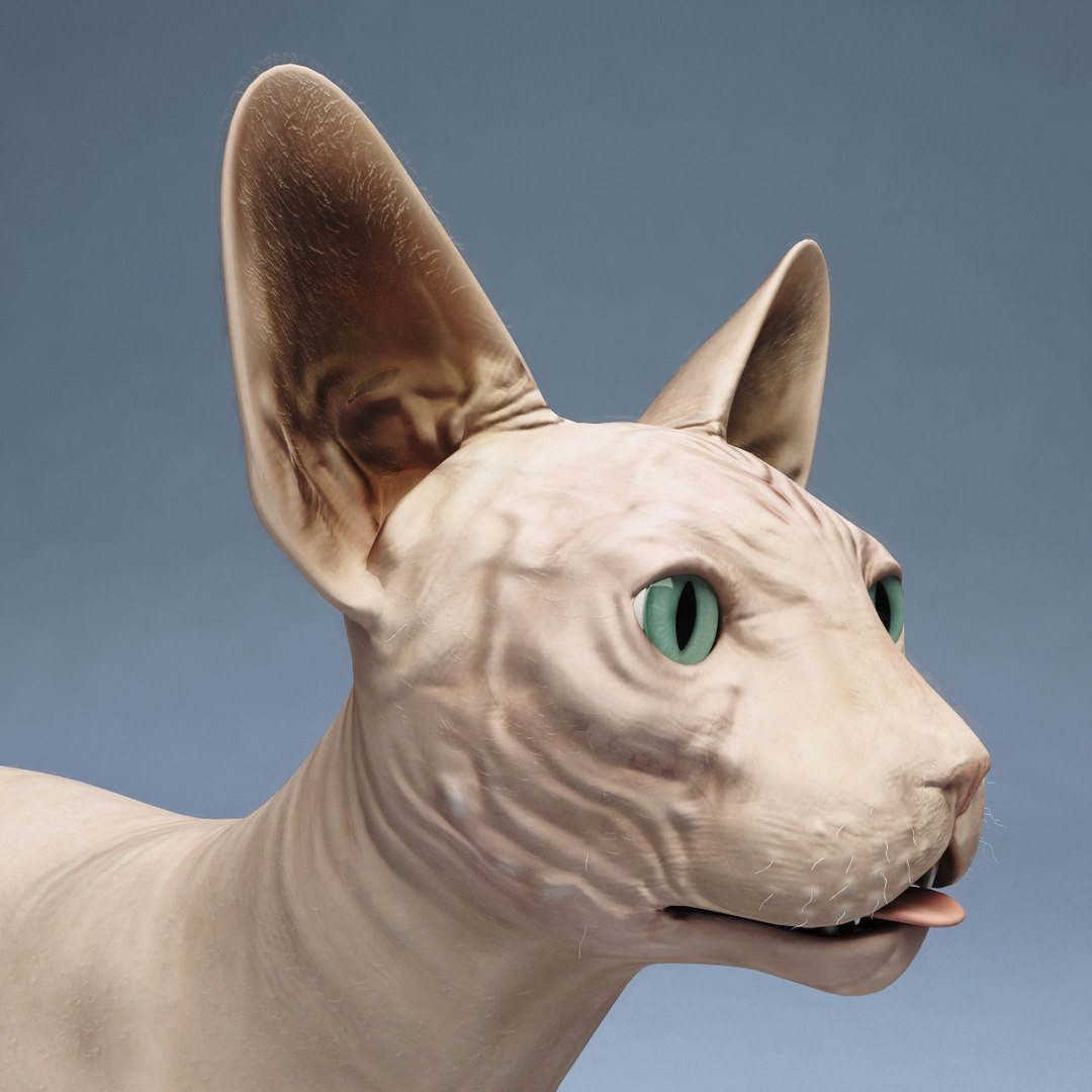 Sphynx Cat 3d Obj