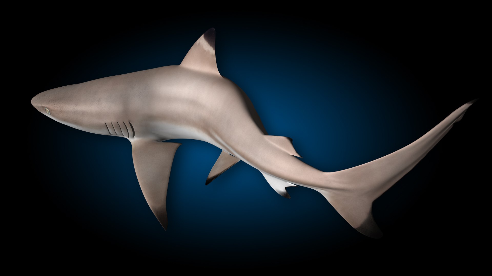 Reef Shark 3d Max