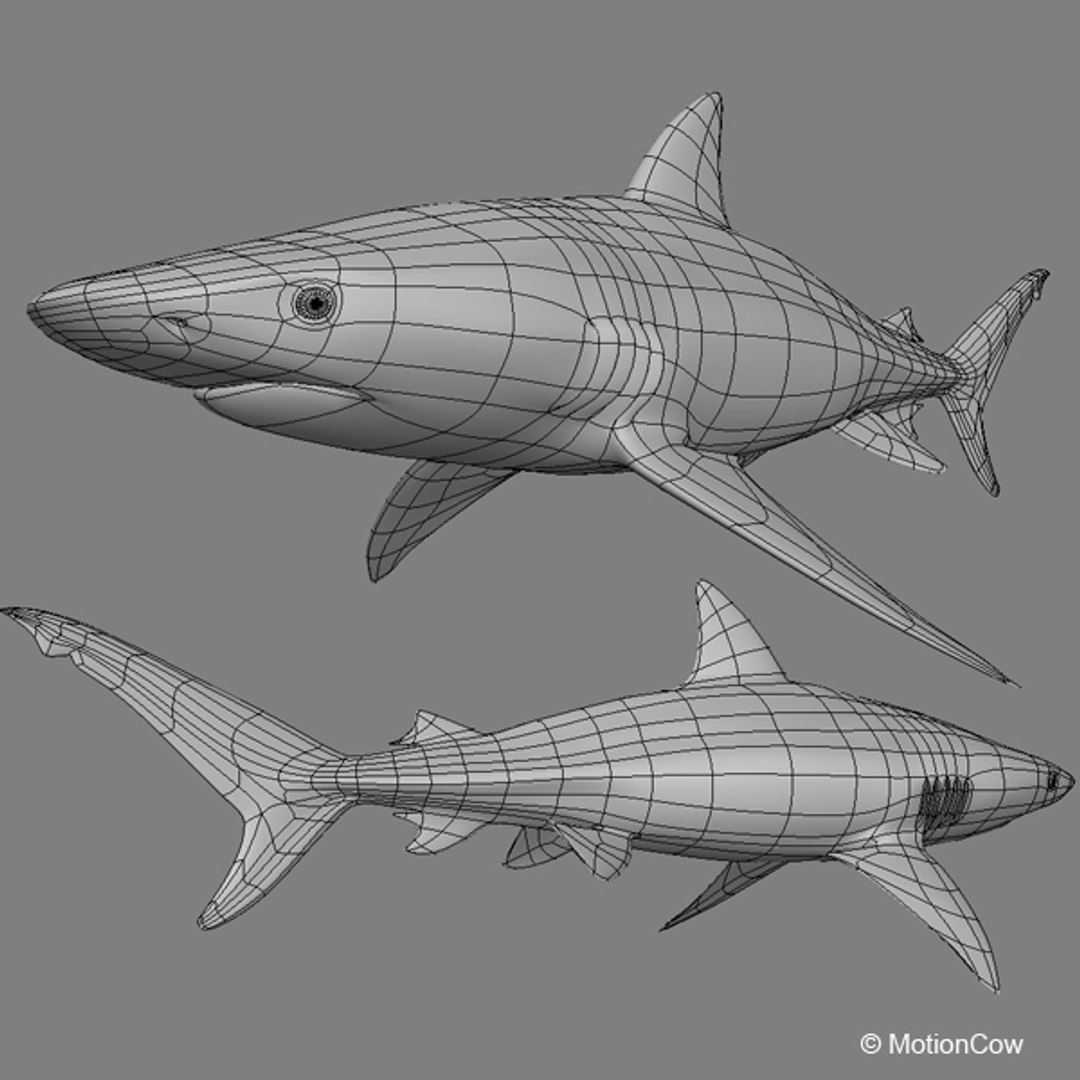 reef shark 3d max